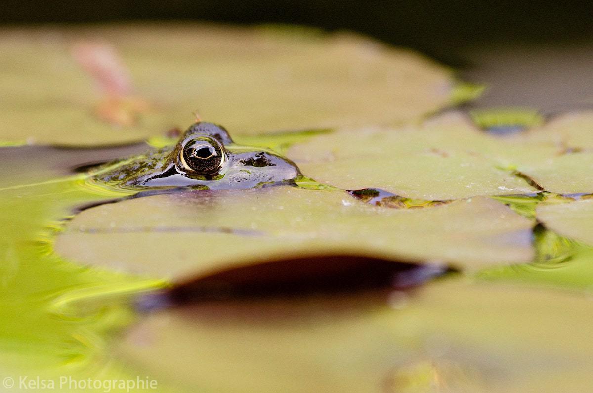 Programme Sign Fauna - Wonder Fauna